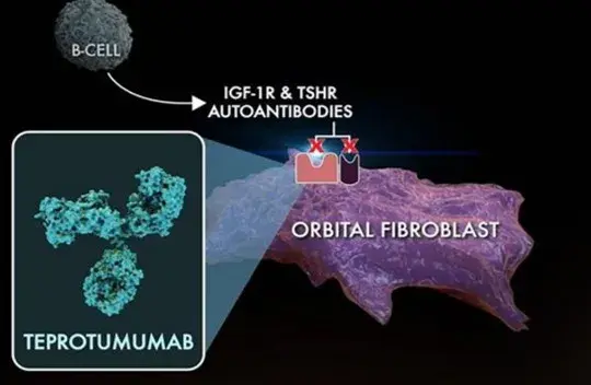 首款甲状腺眼病单抗Tepezza® - 知乎