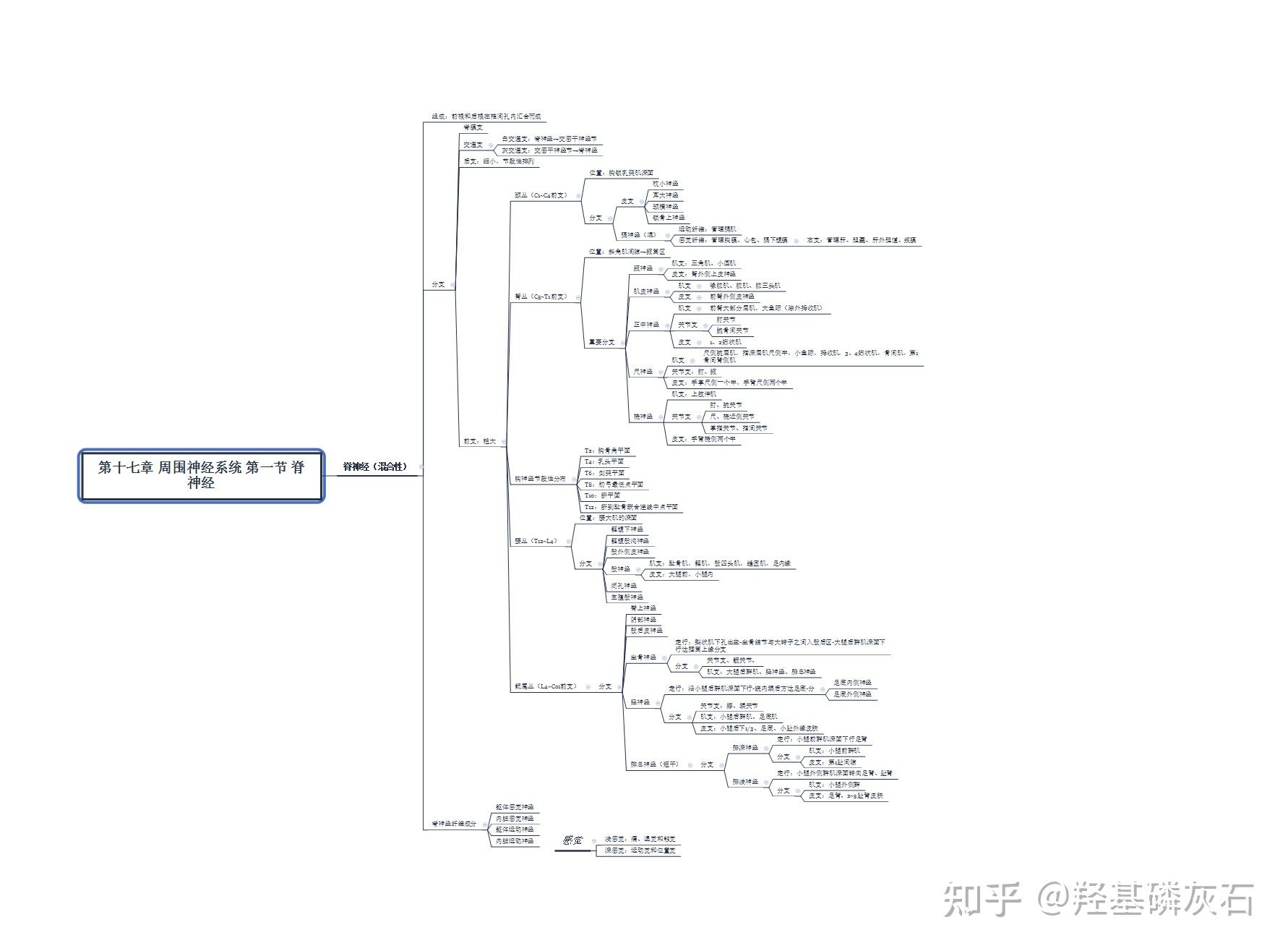 系统解剖学 第十七章 周围神经系统（思维导图） - 知乎