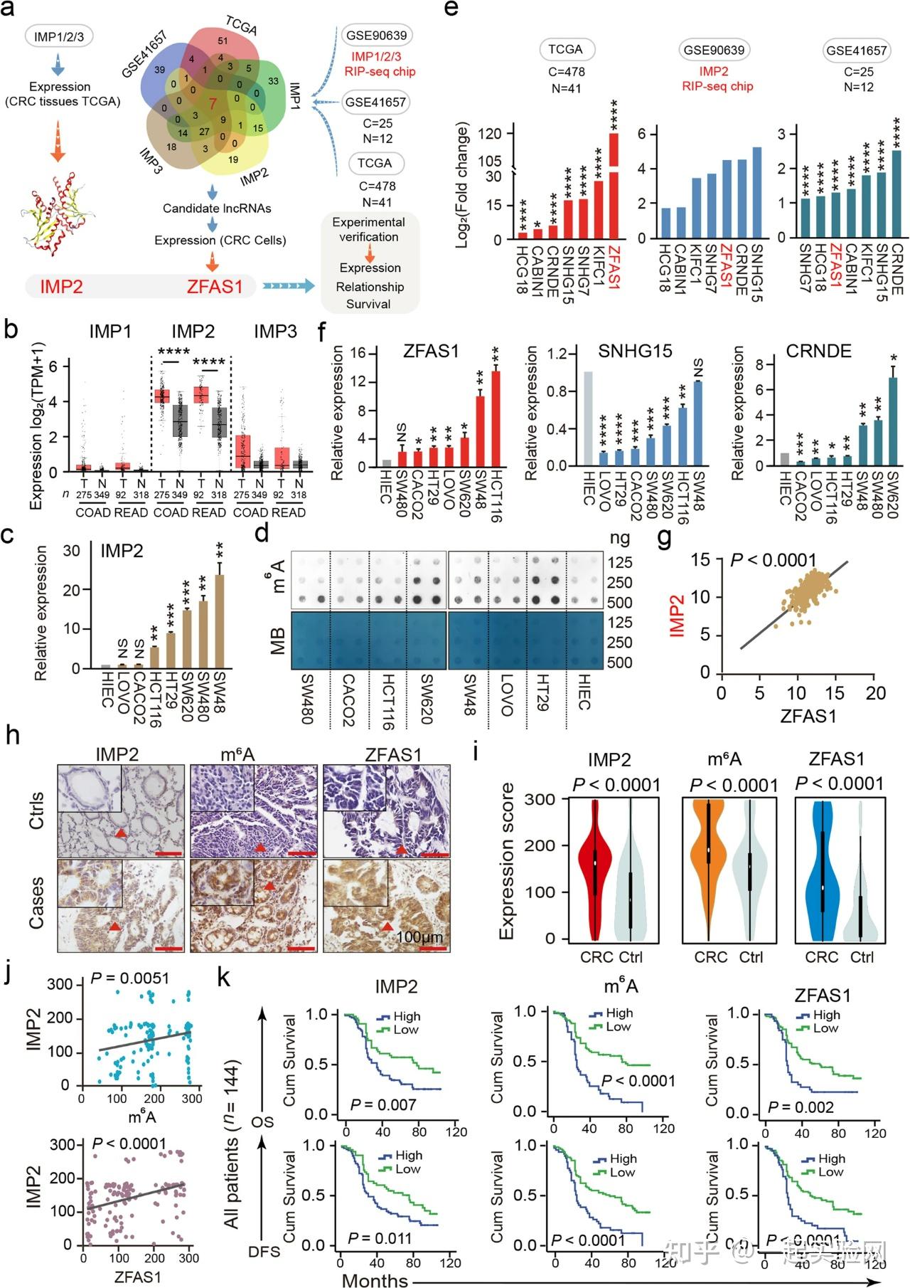 结肠直肠癌中m6A阅读器IMP2稳定ZFAS1/OLA1轴并激活Warburg效应 - 知乎