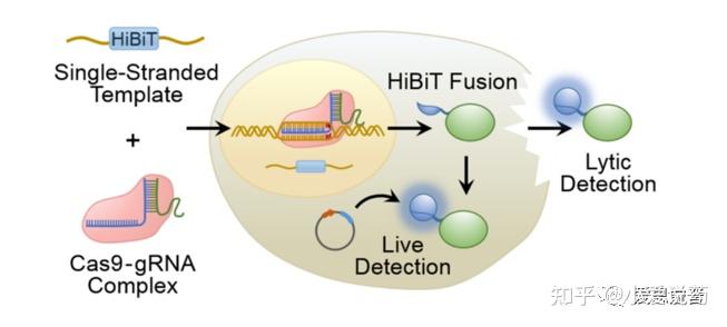 《爱求索》PROTAC平台之HiBiT - 知乎