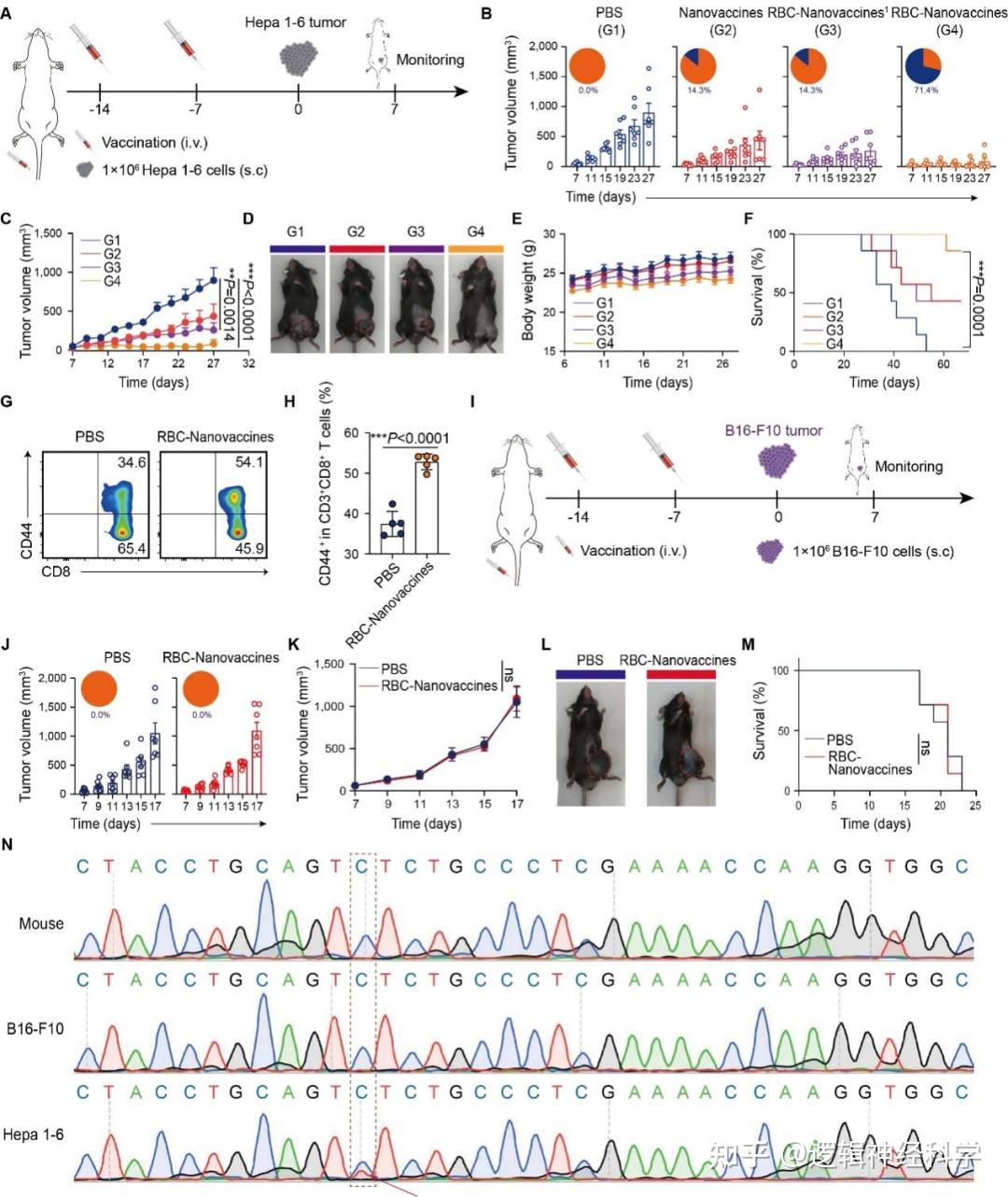 EMBO Mol Med︱吴名/刘小龙/吴李鸣团队合作利用红细胞“搭便车”策略构建一种脾脏靶向的新型肝癌新抗原个性化疫苗 - 知乎