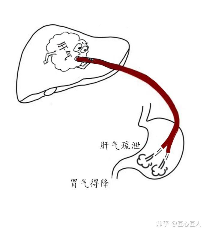现代人十有八九常肝郁，肝气一通，百病无踪，为何肝脏如此重要？ 知乎