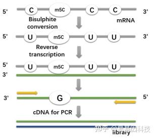 干货：手把手教你做RNA m5C甲基化测序分析（RNA-BS） - 知乎