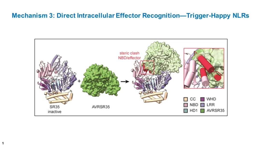Essays Biochem | 植物中含有整合结构域ID的NLR（NLR-ID）作用模式综述 - 知乎