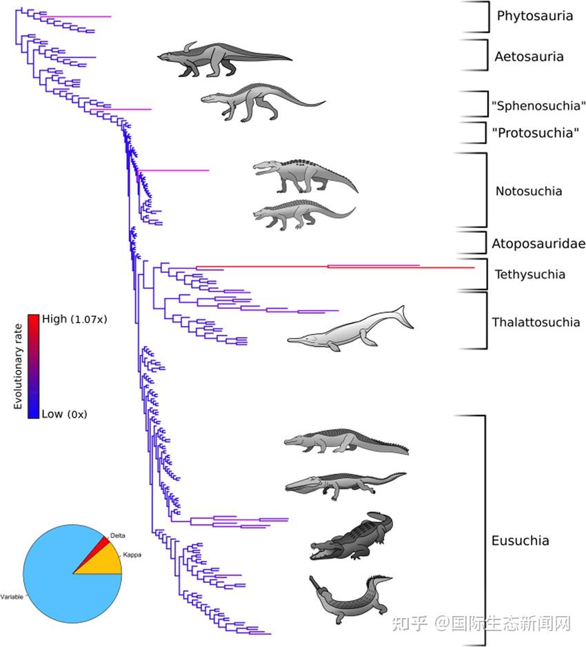 绘制鳄鱼家谱：鳄鱼进化的新线索 - 知乎
