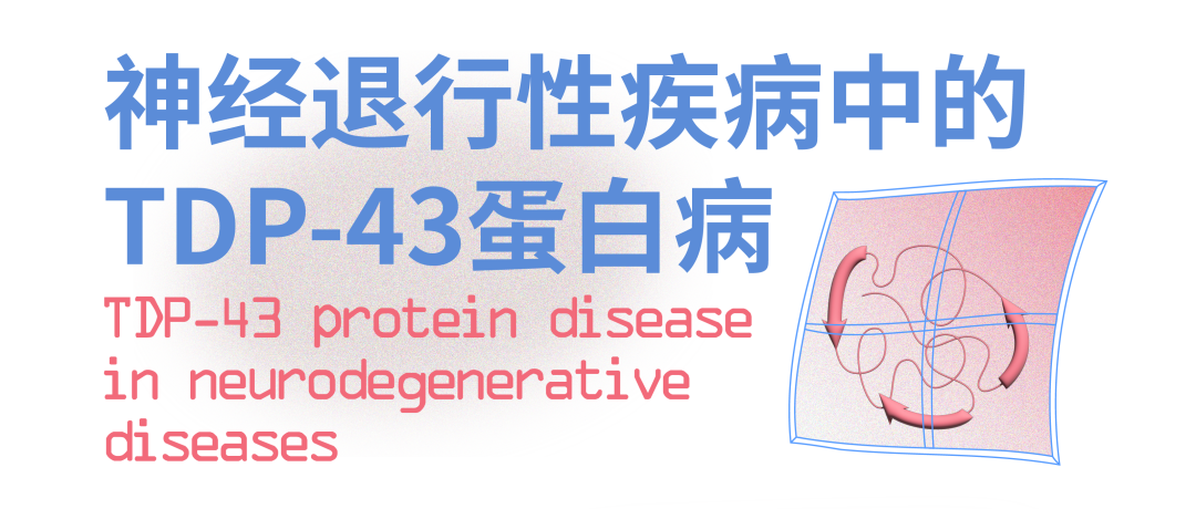 神经退行性疾病中的TDP-43蛋白为什么这么火？ - 知乎