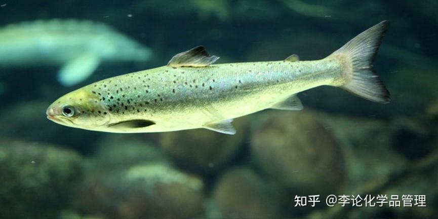 欧盟化学品管理局确认双酚f、双酚af对环境生物的内分泌干扰特性 知乎