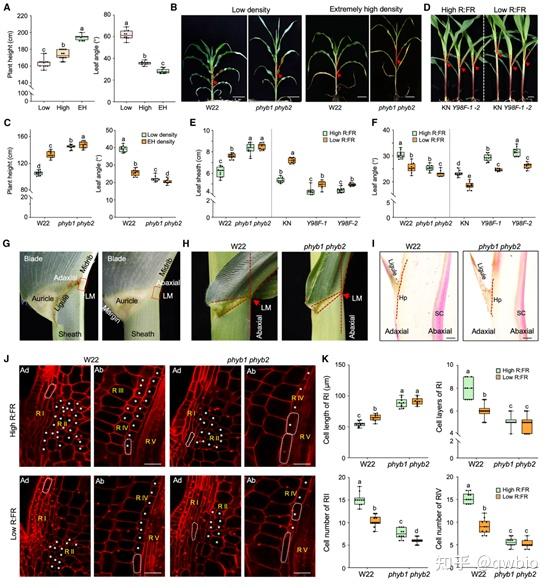 PHYA, PHYB,HY5, - 知乎