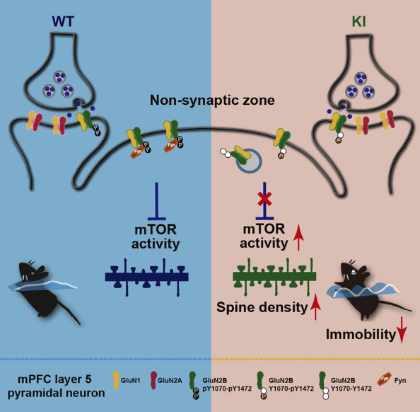PTMomics专题 | 酪氨酸磷酸化功能的6大热点运用一键掌握！ - 知乎