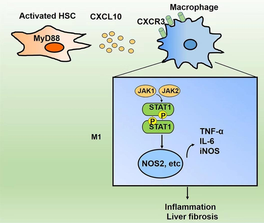 Cell Death Dis︱ 张金华课题组揭示肝纤维化新机制：肝星形细胞中MyD88通过促进巨噬细胞M1极化增强肝纤维化 - 知乎