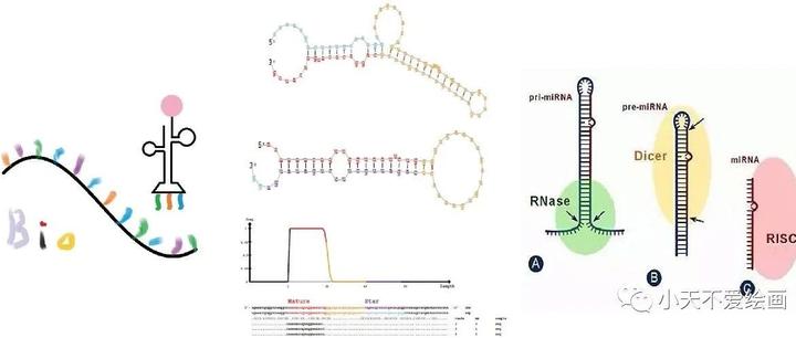 miRNA 从头预测 | miRDeep2基于pre-miRNA二级结构的预测 - 知乎