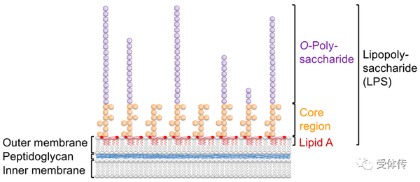 Same but different: 动植物感知细菌LPS的机制 - 知乎