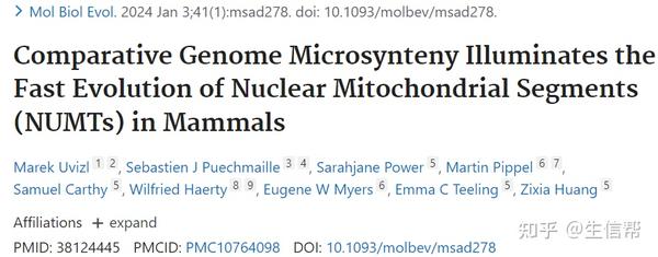 MBE｜比较基因组微合成揭示了哺乳动物中核线粒体片段（NUMTs）的快速进化(详细解读) - 知乎