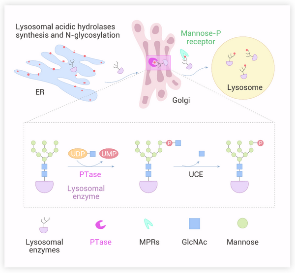 Science 背靠背 | 溶酶体酶转运因子 LYSET - MedChemExpress - 知乎