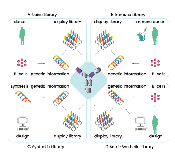 新药研发（八）| 抗体先导药物下篇：抗体的发现与改造策略 - 知乎