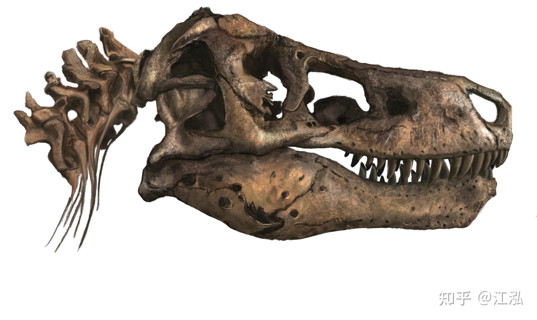 霸王龙原来凶不露齿！ - 知乎