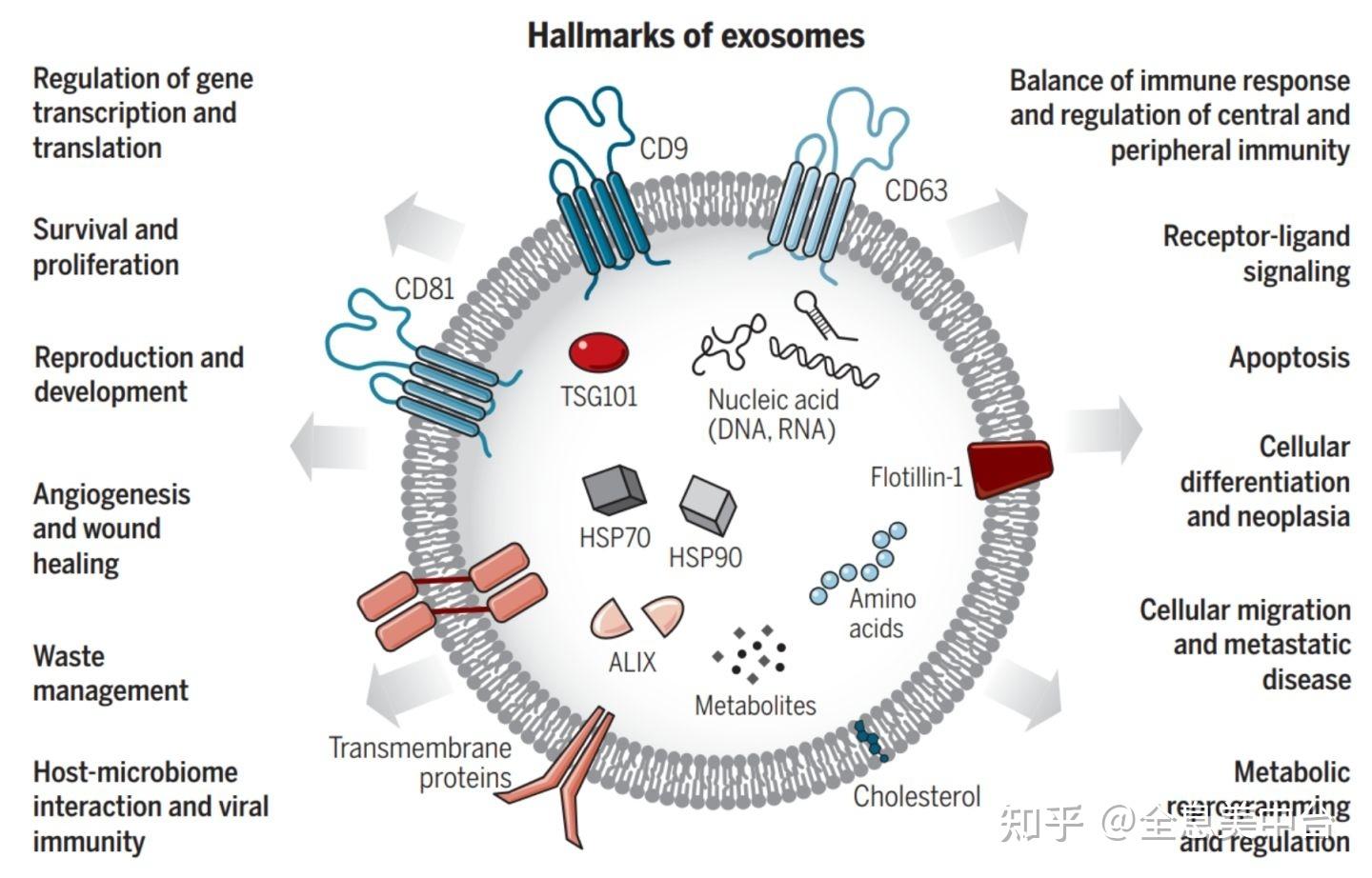 带你了解外泌体（exosome, EXO） - 知乎