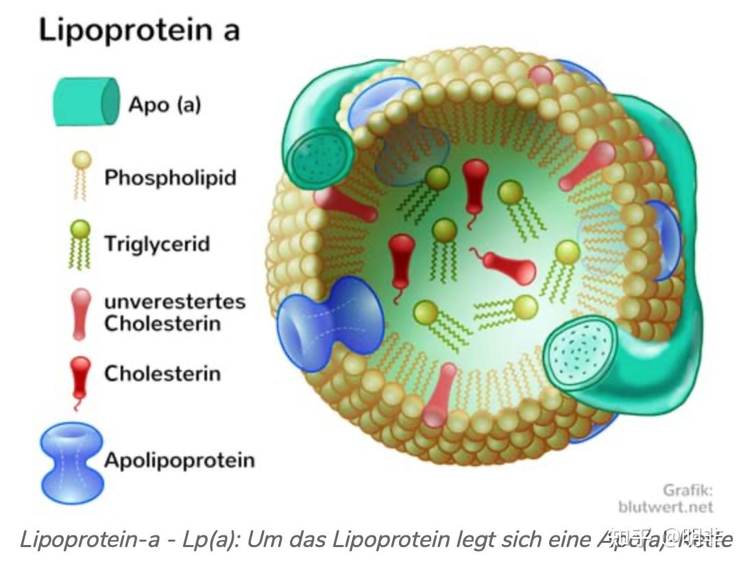 首款针对「坏胆固醇」的口服药问世，这对相关疾病患者来说意味着什么？ - 知乎