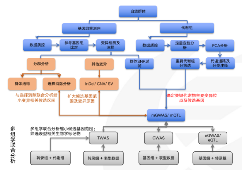 一文带你了解mGWAS在植物领域的经典研究思路！ - 知乎