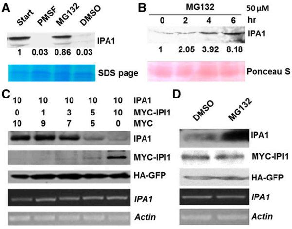转录因子IPA1，次次都能发顶刊是怎么做到的？ - 知乎