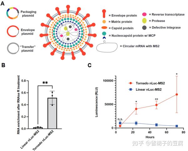 VLP递送Tornado系统表达的circRNA,实现更长久的蛋白表达 - 知乎