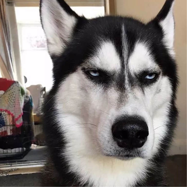 Vue3 ref 详解 - 知乎