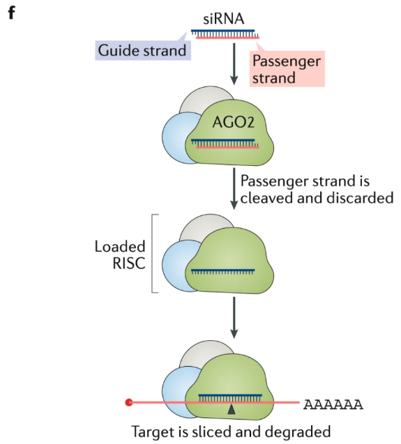 Nature Drug Delivery | Advances in oligonucleotide drug delivery - 知乎