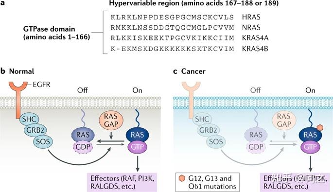 癌症中RAS的突变——RAS亚型、突变位点以及突变类型 - 知乎