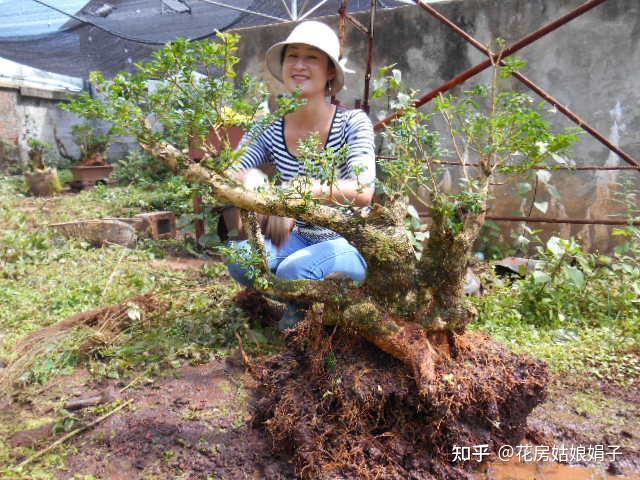 3招教会你，让树桩快速发芽成活，方法简单，一看就会 - 知乎