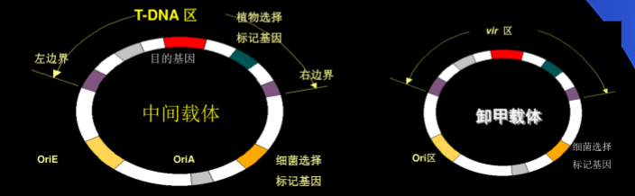 农杆菌载体——Ti质粒的基本知识 - 知乎