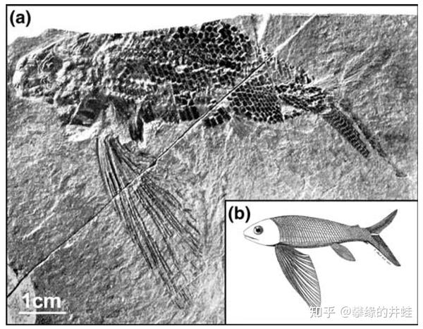 第二百八十回 锦鳞记9：溟海飞出峥头角 - 知乎