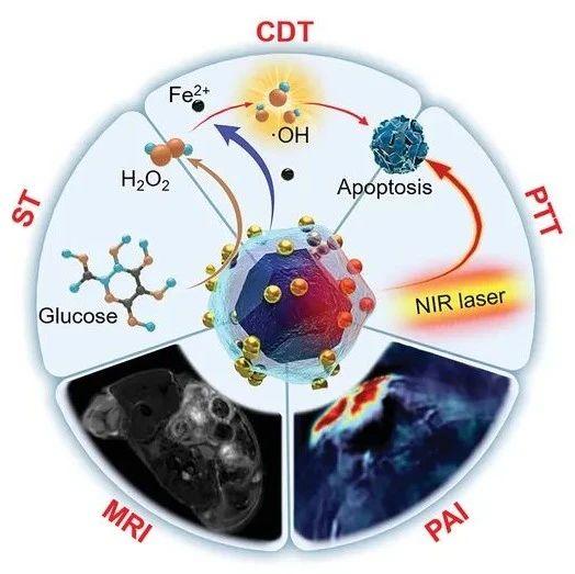 【Adv.Funct.Mater】在细菌来源的磁小体上原位生成金纳米颗粒，用于成像引导的饥饿/化学动力学/光热协同治疗癌症 - 知乎