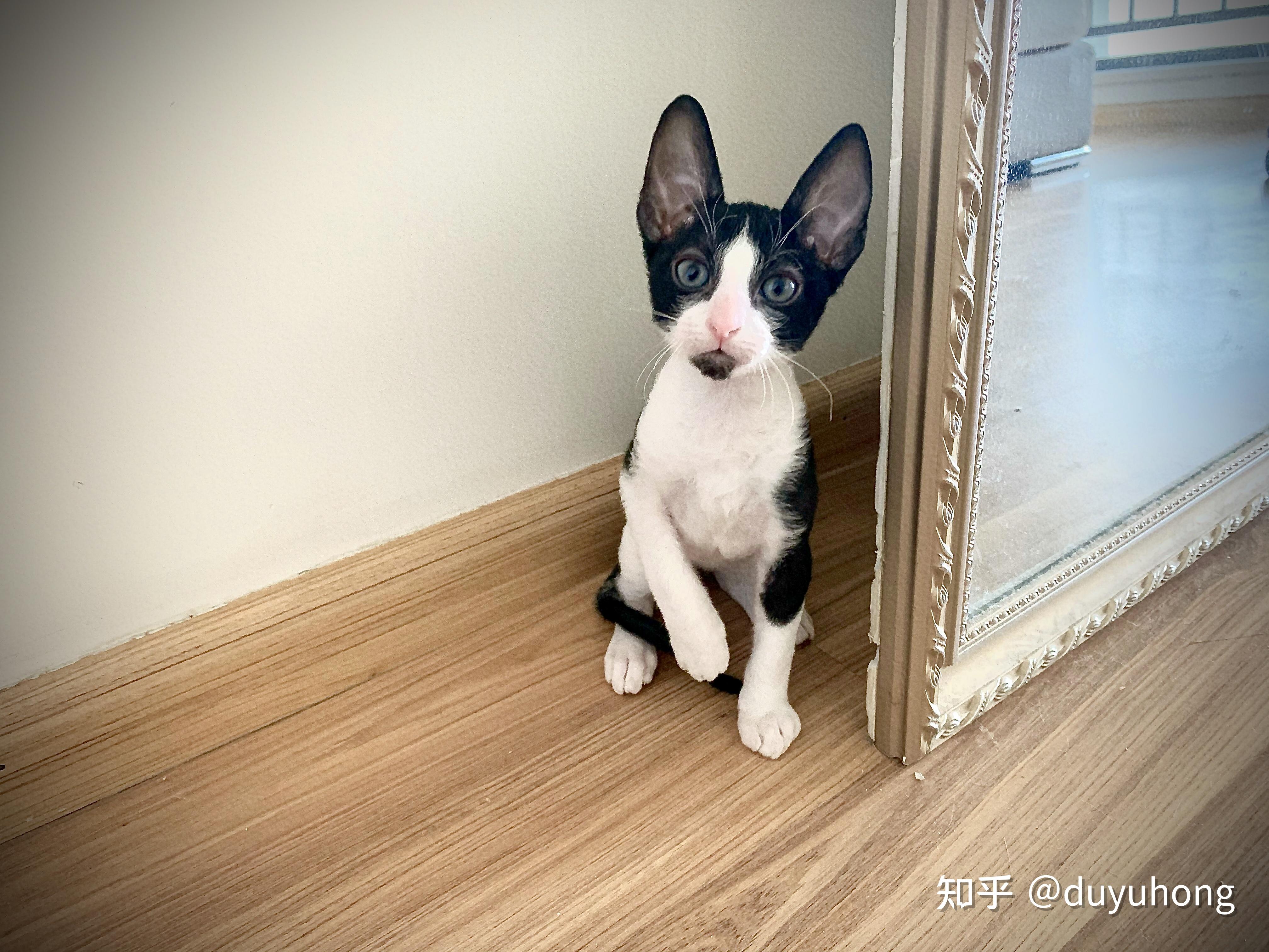 猫咪到处乱尿是怎么回事？ 知乎