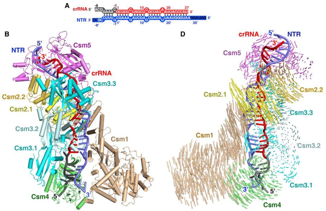 Cell丨王艳丽/章新政合作组揭示CRISPR-Csm分子机制—专家点评 - 知乎