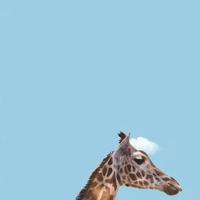 MAO A 和 B 在神经递质代谢和行为中的作用 - 知乎