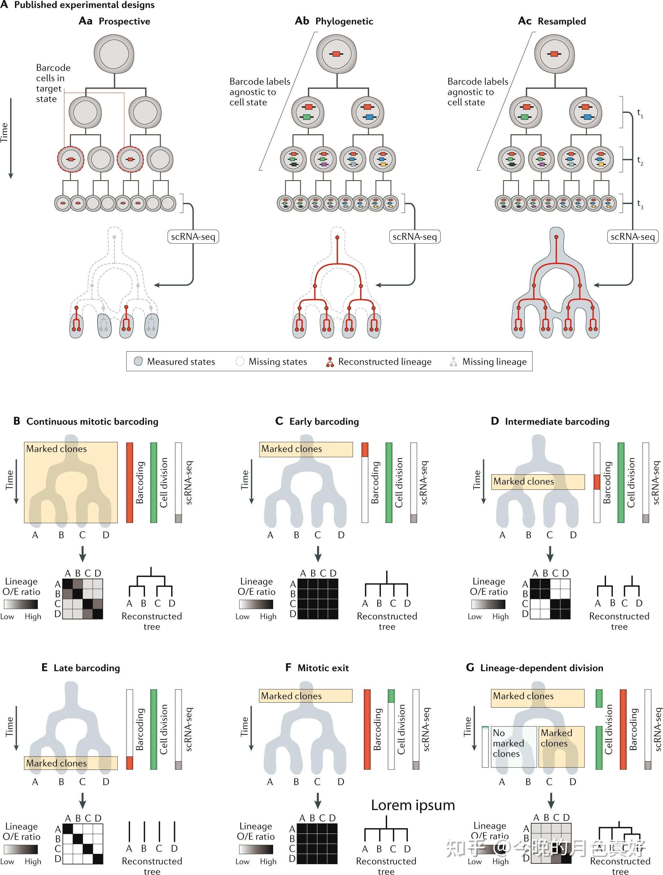 Lineage tracing meets single-cell omics: opportunities and challenges - 知乎