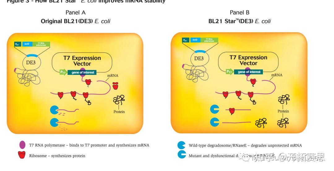 T7启动子表达载体的菌株选择：从BL21(DE3)到BL21(DE3)pLysS - 知乎