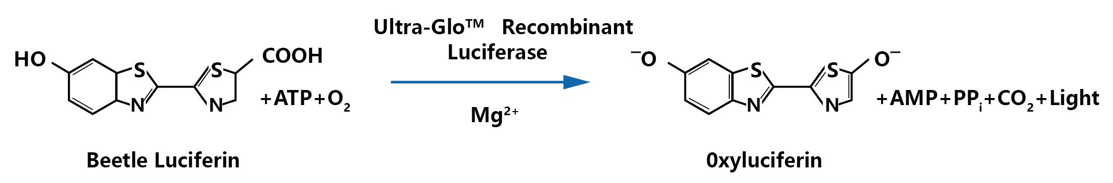 细胞增殖，细胞毒性检测各种方法的原理和区别 - 知乎