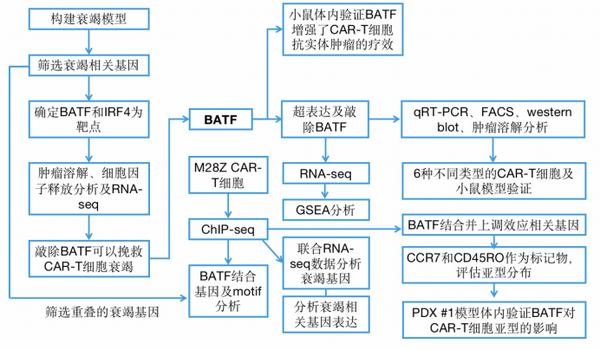 Cancer Cell & ChIP-seq助力揭示BATF缺失可增加CAR-T细胞抗肿瘤活性的研究 - 知乎