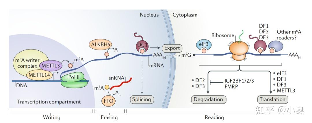 迈向前沿 | Nature Reviews：新型mRNA修饰的挑战及机遇 - 知乎
