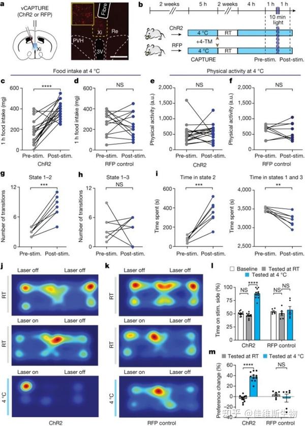 《Nature》：光遗传和c-fos全脑筛查研究表明大脑剑突核参与调控温度并影响进食 - 知乎
