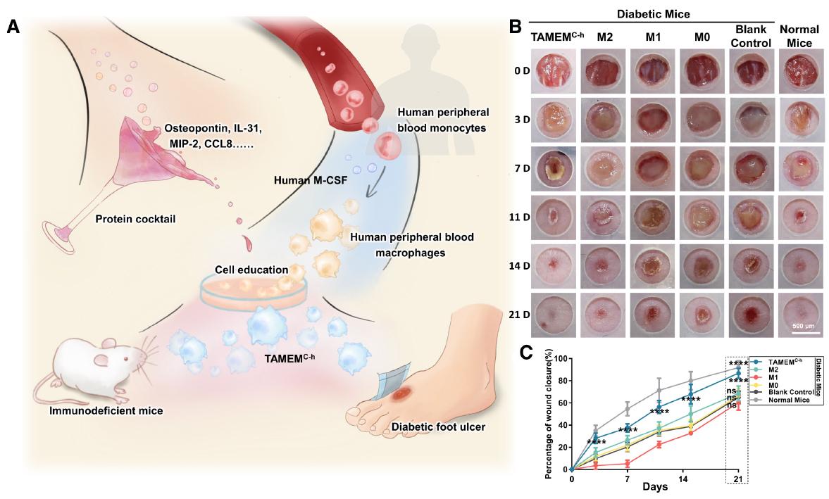 EMBO Molecular Medicine（IF：14.260）|RayBio抗体芯片助力糖尿病患者伤口修复研究 - 知乎