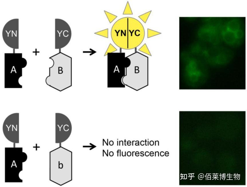 细胞内蛋白相互作用检测：双分子荧光互补（BiFC）实验服务 - 知乎