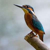 Windows下利用WSL配置RAGFlow的一些问题 - 知乎