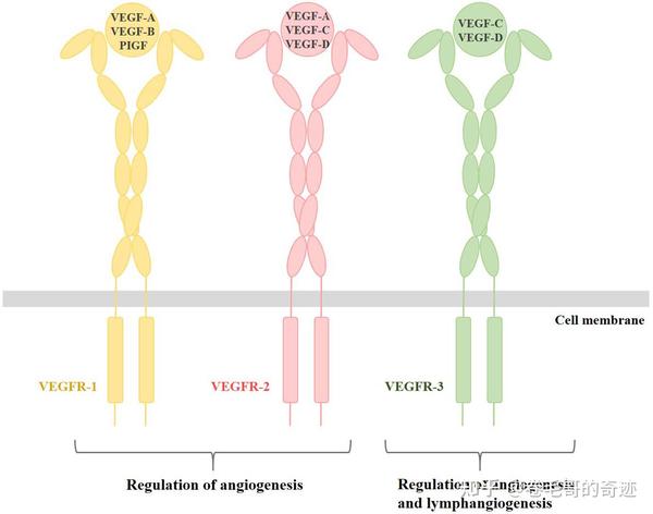 VEGF-VEFGR通路 - 知乎