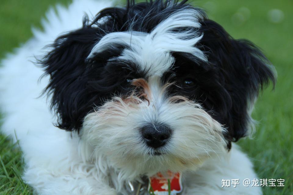 go狗粮：狗狗歪头杀的真实含义！ - 知乎