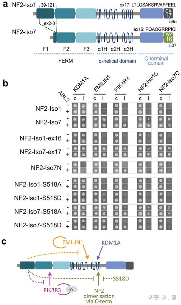 错义变体相互作用扫描揭示了FERM-F3结构域对肿瘤抑制蛋白NF2构象和功能的关键作用 - 知乎