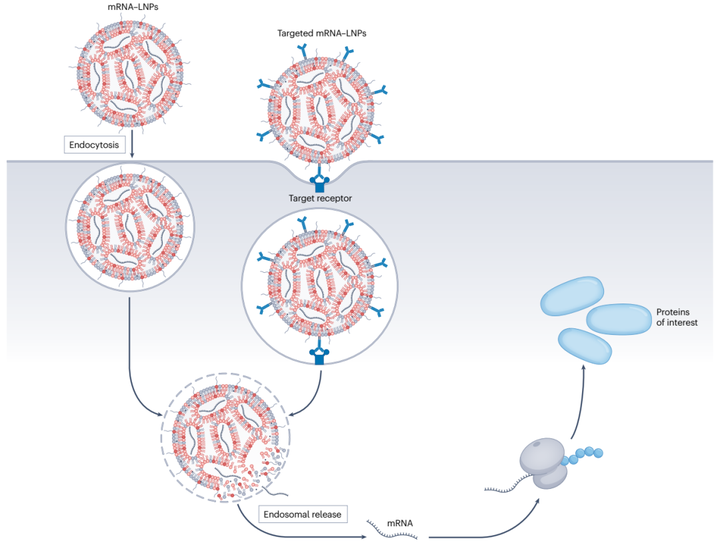探索mRNA-LNPs: 制备与作用过程全解析 - 知乎