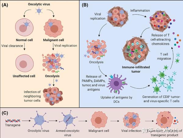 溶瘤病毒（Oncolytic Virus, OVs） - 知乎