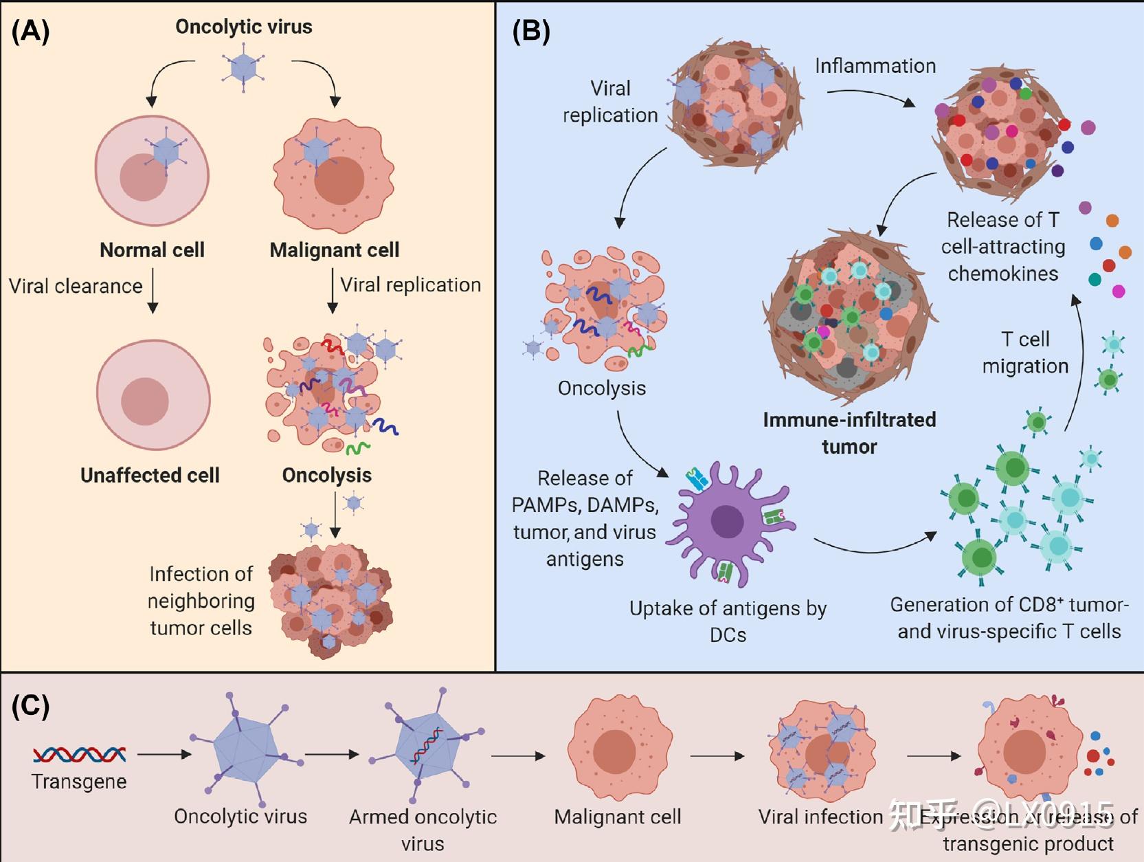 溶瘤病毒（Oncolytic Virus, OVs） - 知乎
